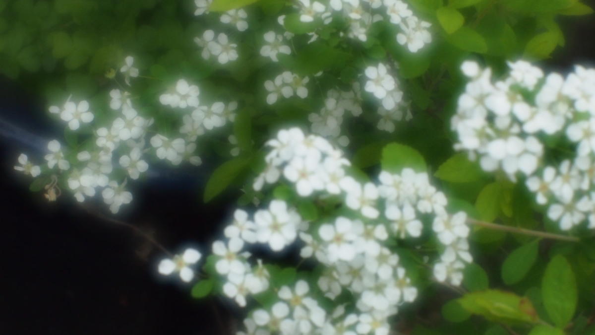 レトロなソフトレンズ、キヨハラVK70R、軟調描写に挑戦！: OTSUKYONのスローライフ♪と鉄道日記☆彡