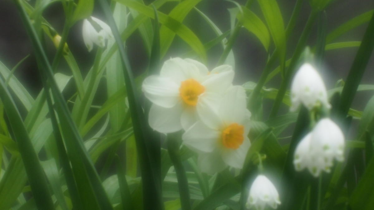 レトロなソフトレンズ、キヨハラVK70R、軟調描写に挑戦！: OTSUKYONのスローライフ♪と鉄道日記☆彡